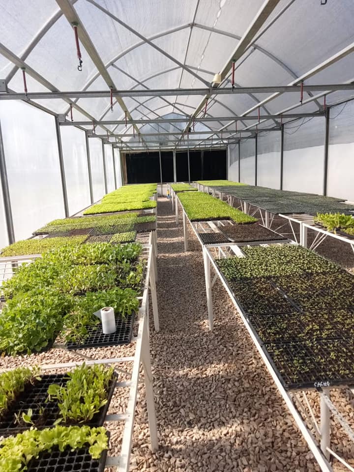 Buscan implementar la producción de gírgolas en Santa Rosa – Ecos de la ...