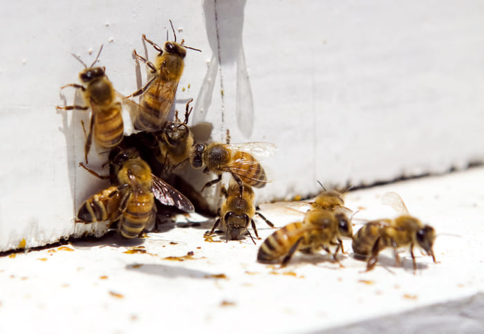 Desarrollan el Sistema Integral Georreferenciado de Ordenamiento Territorial apícola – Ecos de ...